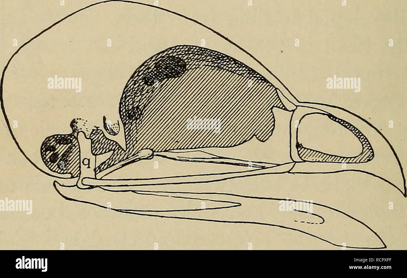 . Elements of comparative zoology. Zoology. 354 SYSTEMATIC ZOOLOGY ...