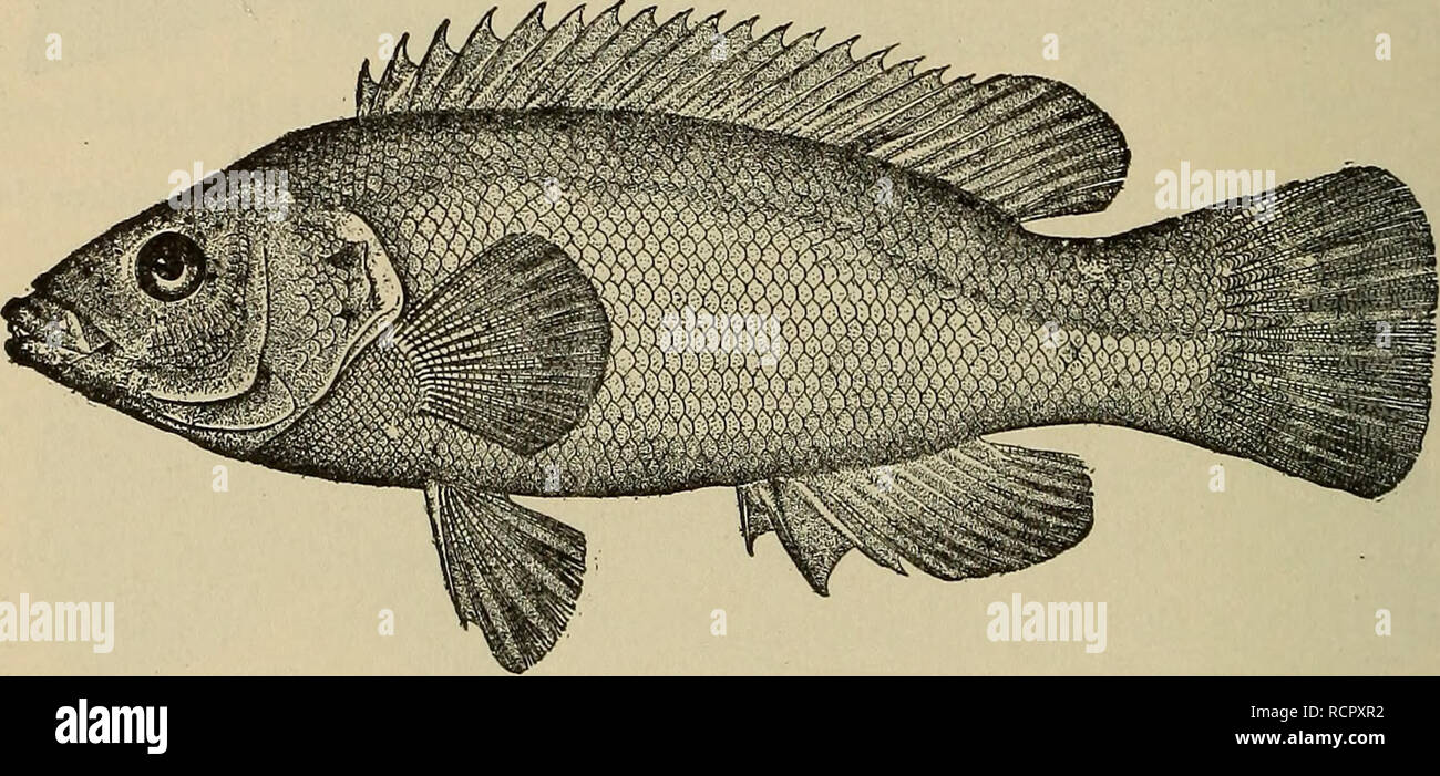 . Elements of comparative zoology. Zoology. Fig. 132.—Mackerel (Scomber ...