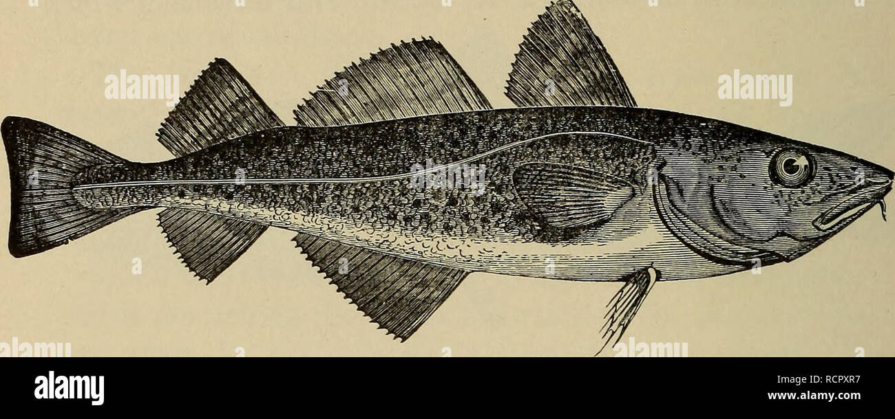 Grand banks newfoundland hi-res stock photography and images - Alamy