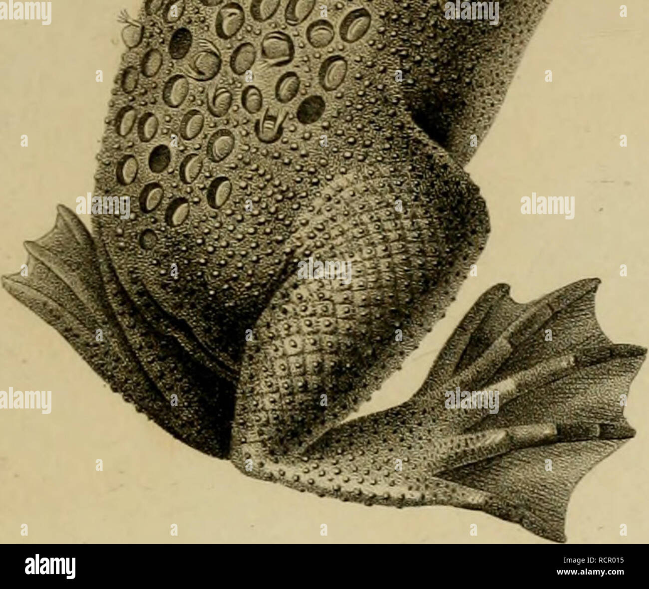 Pipa pipas hi-res stock photography and images - Alamy