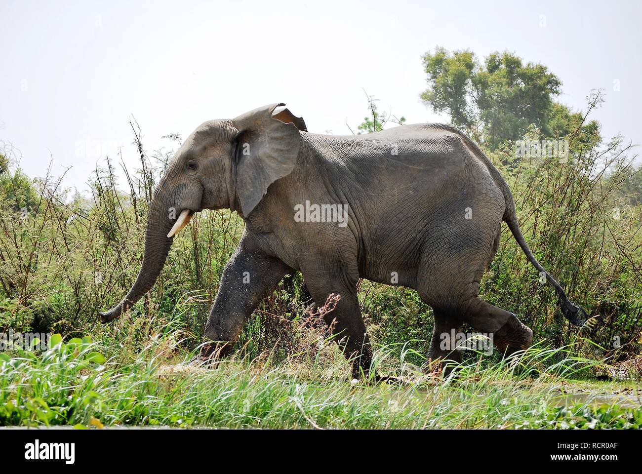 An African elephant in Park W game reserve, Niger, Africa Stock Photo ...