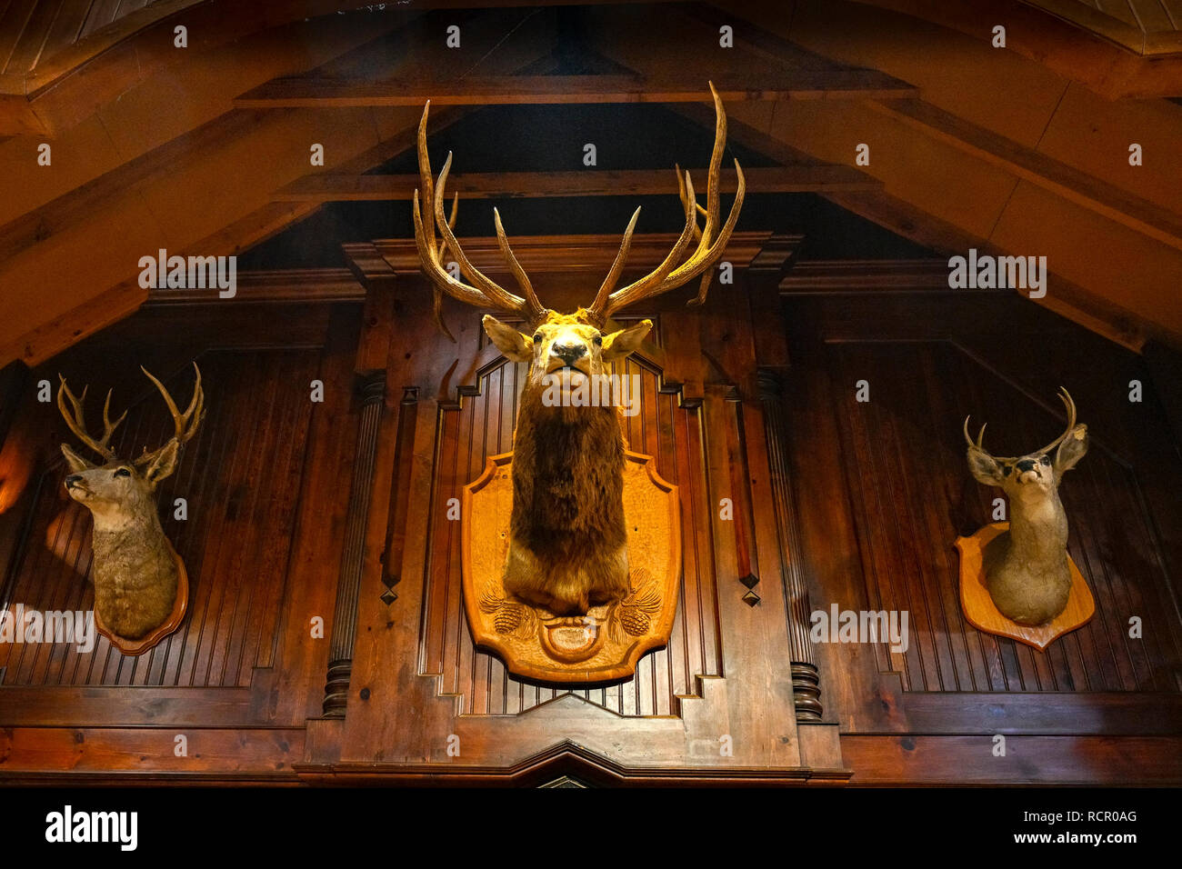 Deer trophy hi-res stock photography and images - Alamy