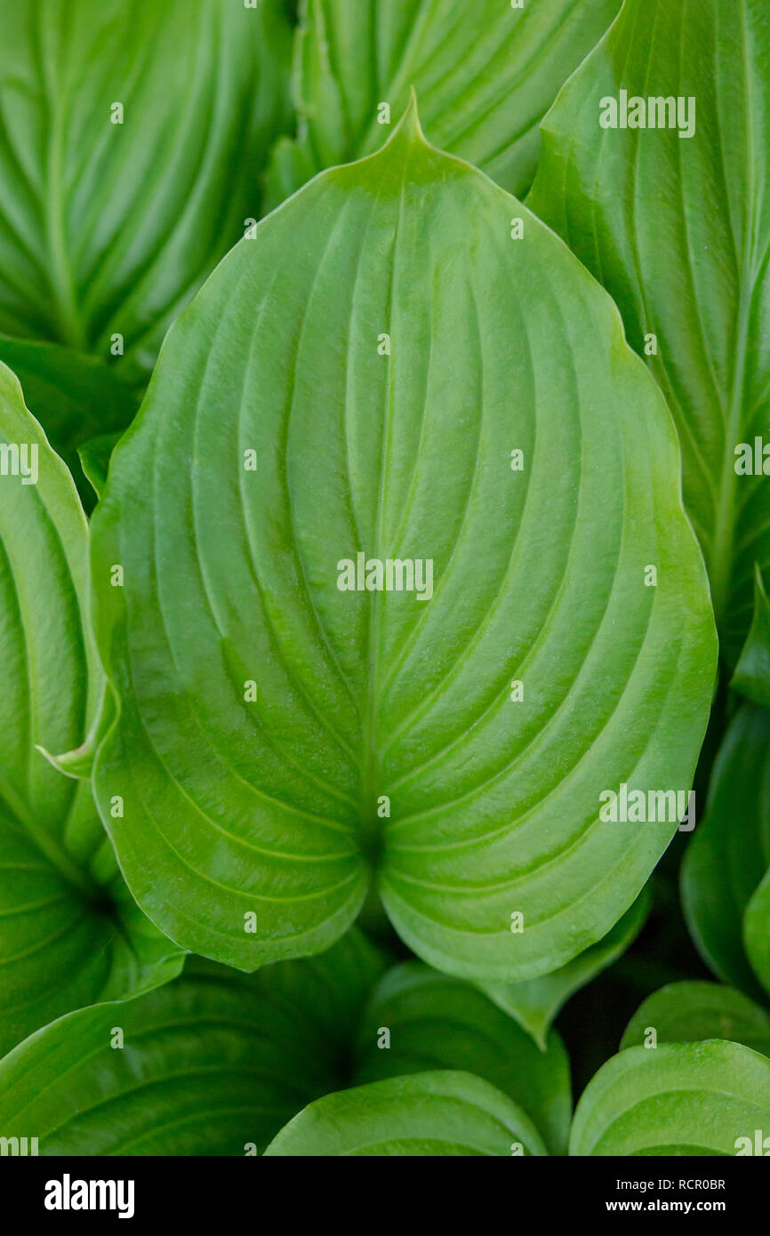 Beautiful plant host in the flowerbed in the garden, Gardening Stock ...
