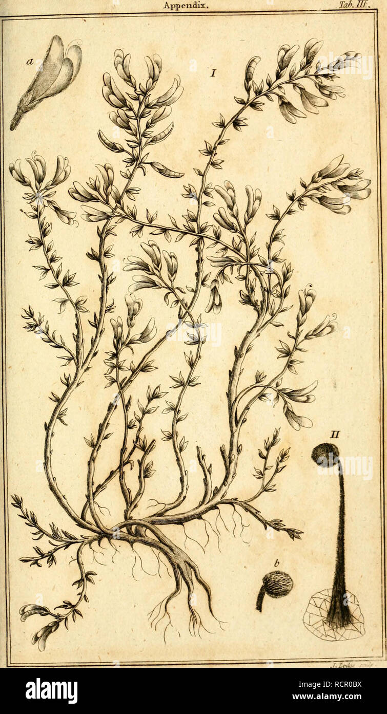 Described by linnaeus plants hi-res stock photography and images - Alamy