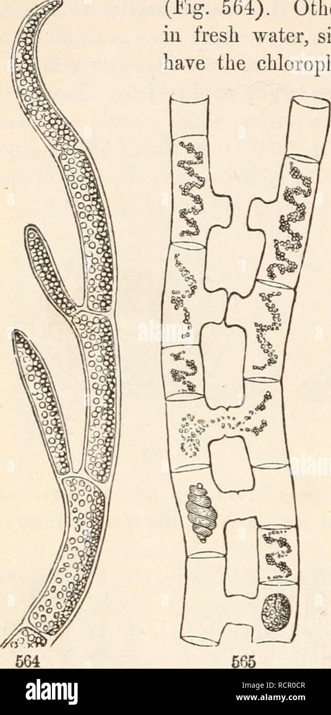 . The elements of botany for beginners and for schools. Botany. 170 ...