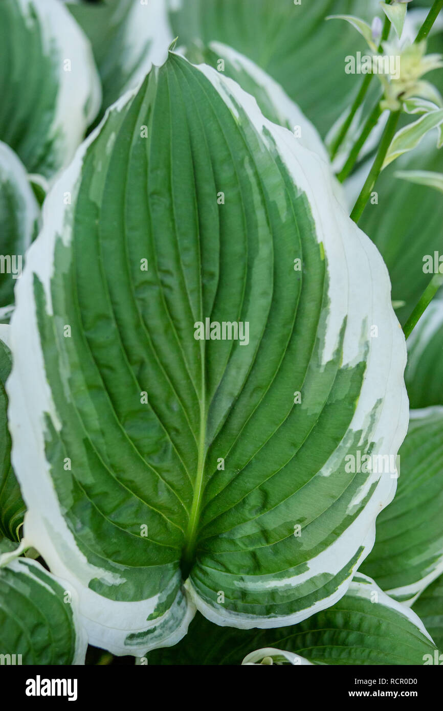 Beautiful plant host in the flowerbed in the garden, Gardening Stock ...