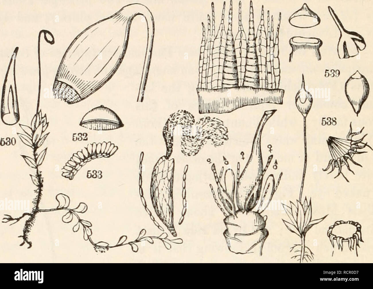 . The elements of botany for beginners and for schools. Botany. 164 ...