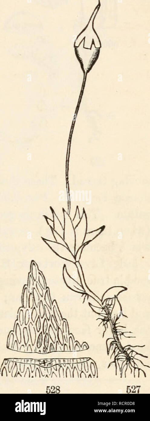 Principal moss High Resolution Stock Photography and Images - Alamy