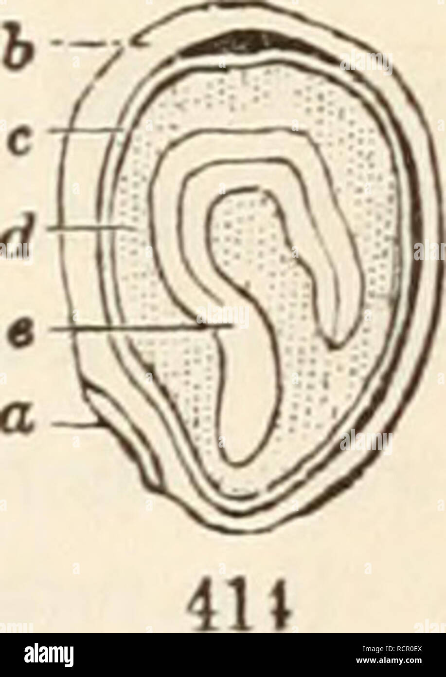 . The elements of botany for beginners and for schools. Botany. Section ...