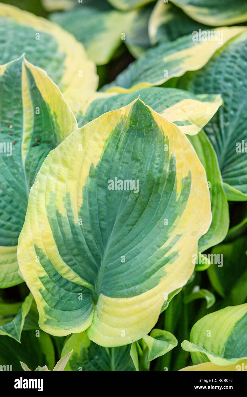 Beautiful plant host in the flowerbed in the garden, Gardening Stock ...