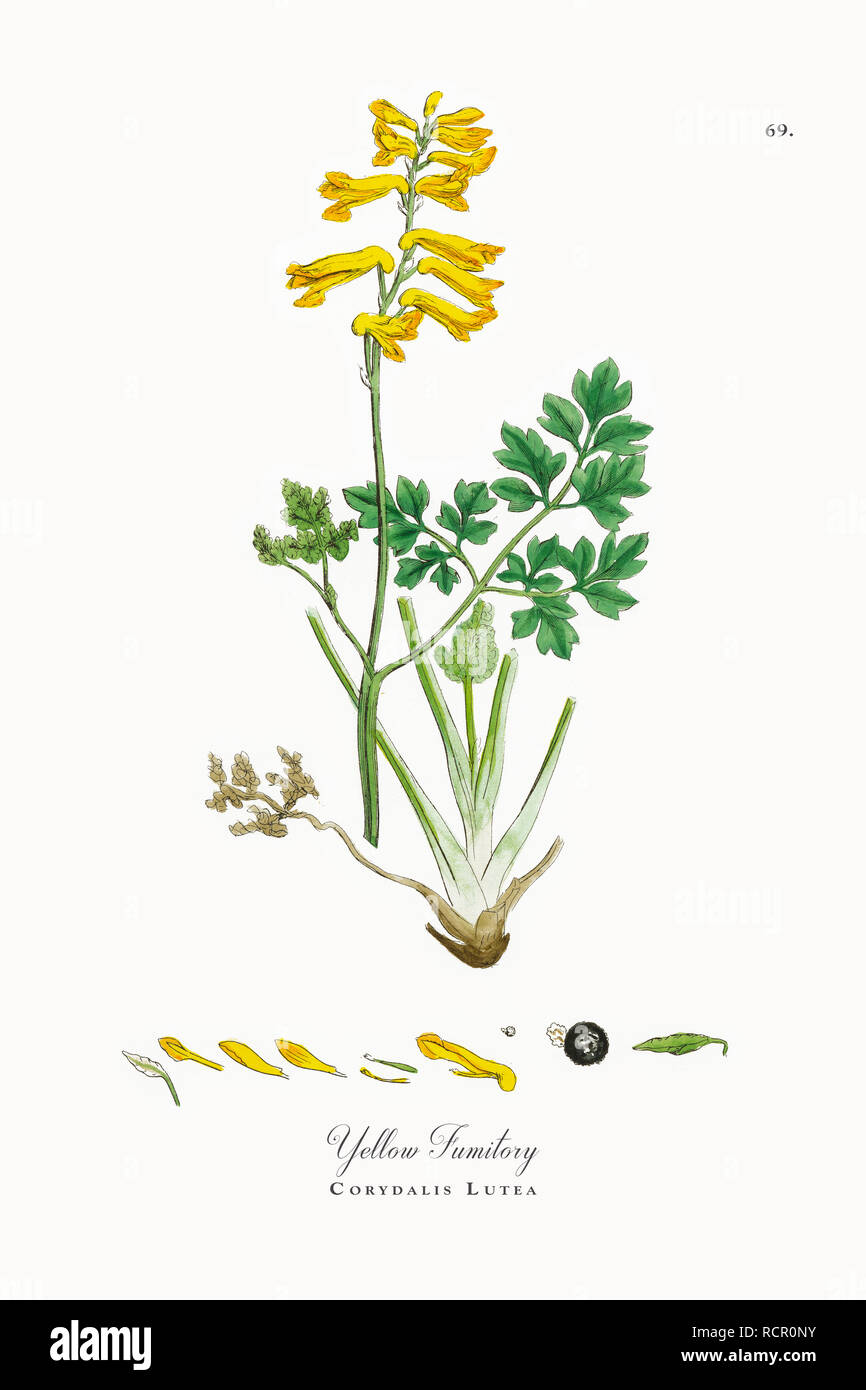 Antique Hand-Colored Victorian Botanical Illustration, Circa 1863 Stock ...