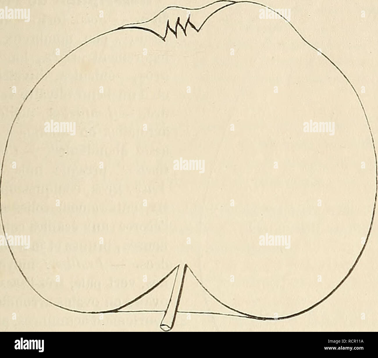 Planta de tela hi-res stock photography and images - Alamy