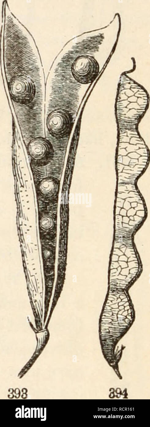 . The elements of botany for beginners and for schools. Botany. into ...