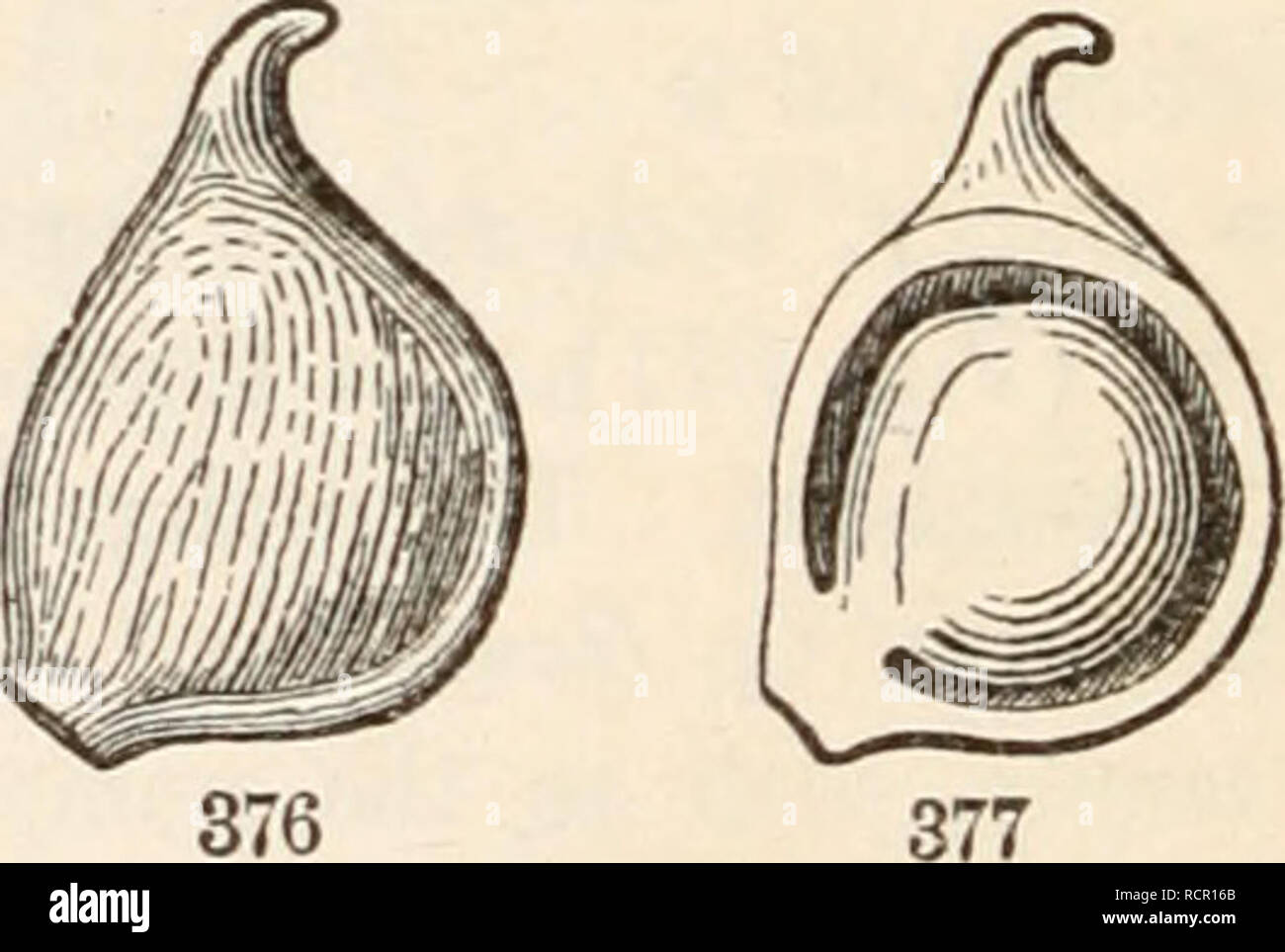 Berry drupe pome hi-res stock photography and images - Alamy