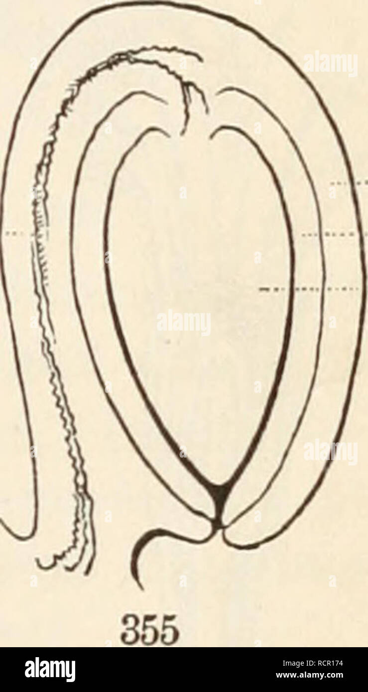 Amphitropous hi-res stock photography and images - Alamy