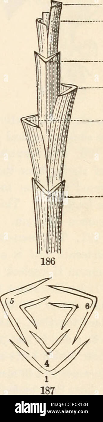 Phyllotaxy hi-res stock photography and images - Alamy