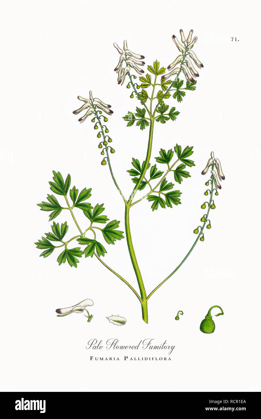 Antique Hand-Colored Victorian Botanical Illustration, Circa 1863 Stock ...