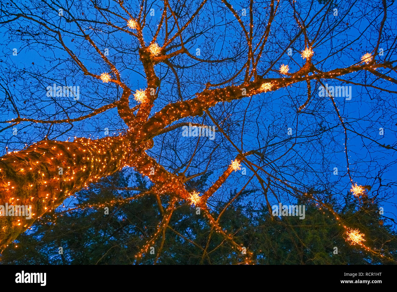 Capilano suspension bridge park lights hi-res stock photography and ...