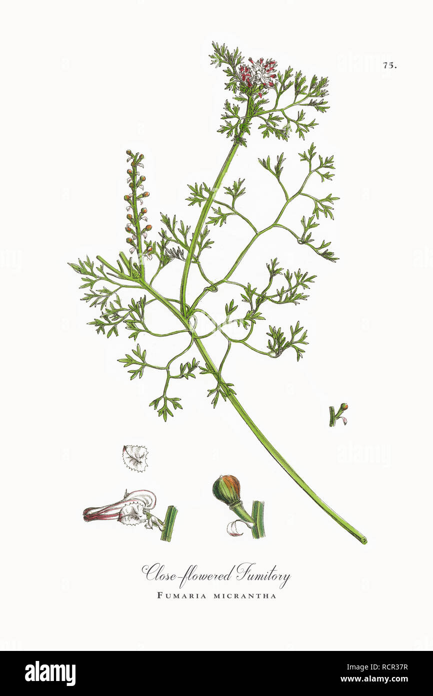 Antique Hand-Colored Victorian Botanical Illustration, Circa 1863 Stock ...