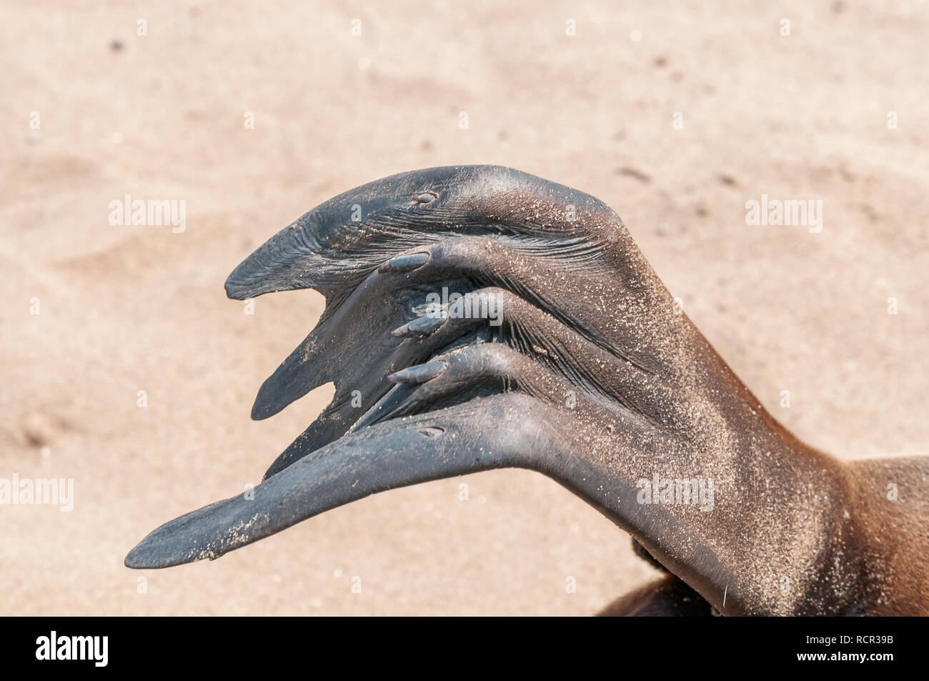 Brown fur seal, Arctocephalus pusillus, fins with four fingers, Cape ...