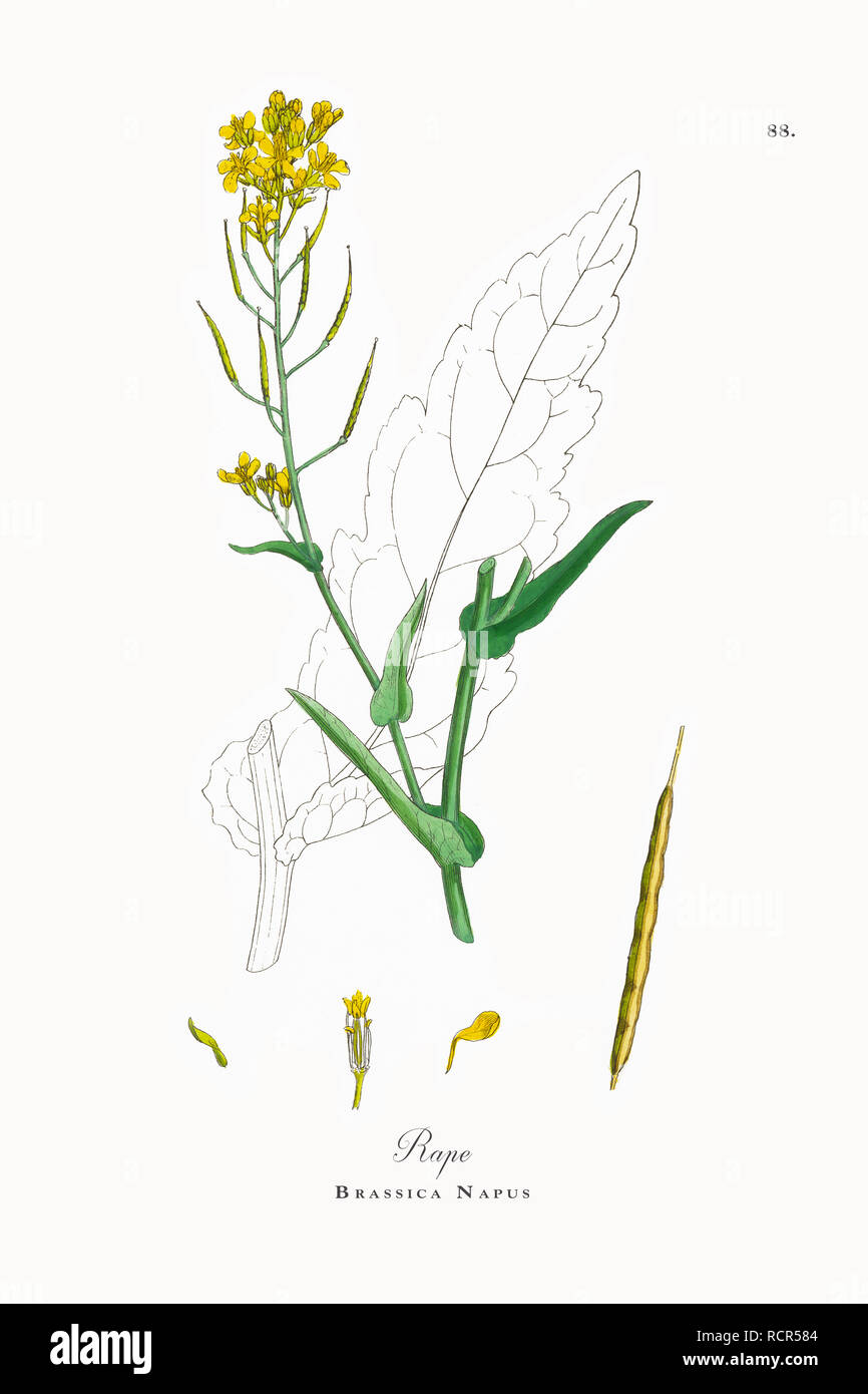 Antique Hand-Colored Victorian Botanical Illustration, Circa 1863 Stock ...