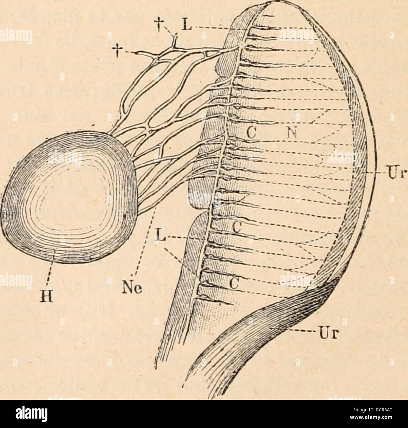 . Dictionnaire de physiologie. Physiology. FiG. 57. â Appareil gÃ©nito ...