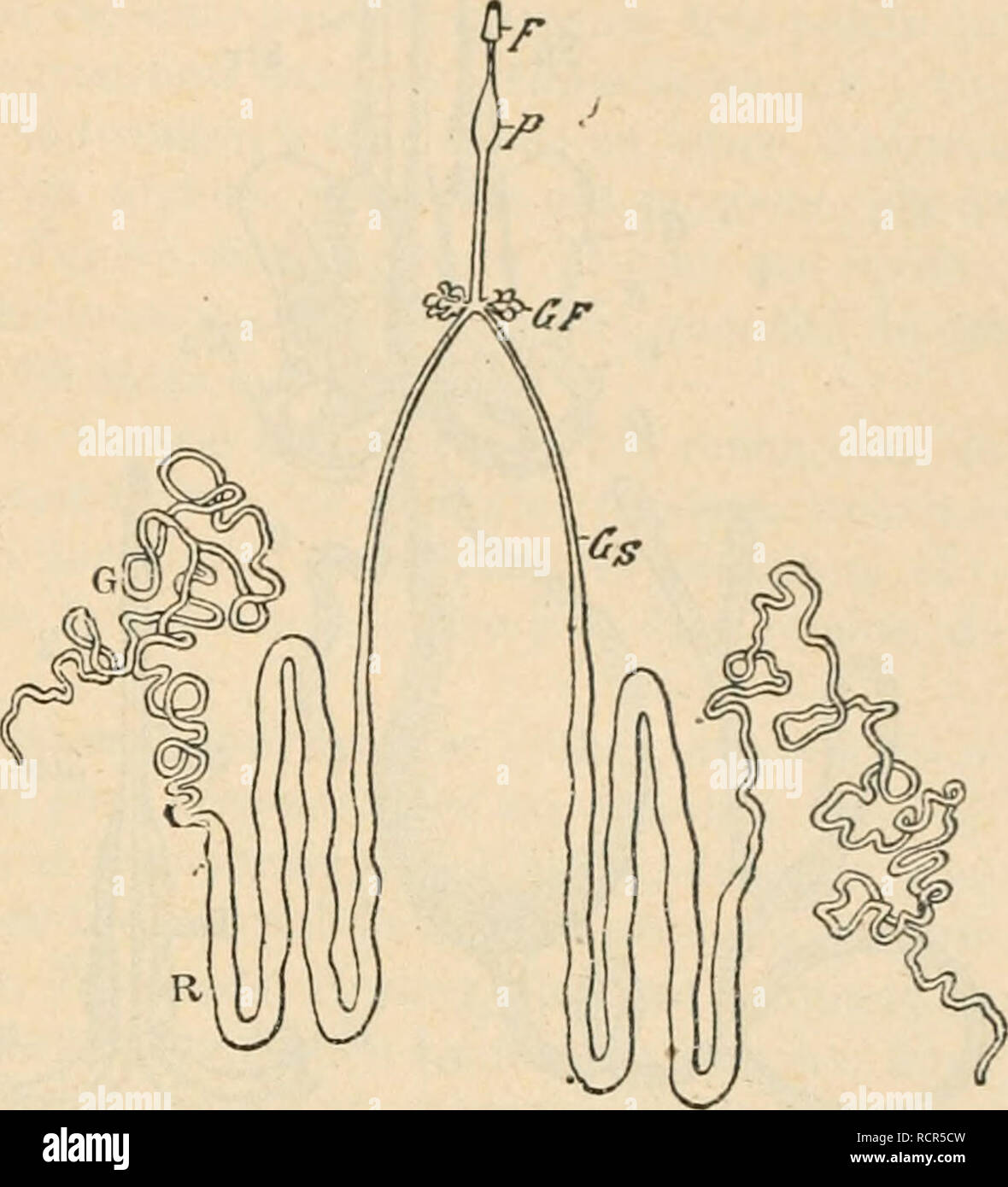 . Dictionnaire de physiologie. Physiology. INSECTES. 351 le mieux ...
