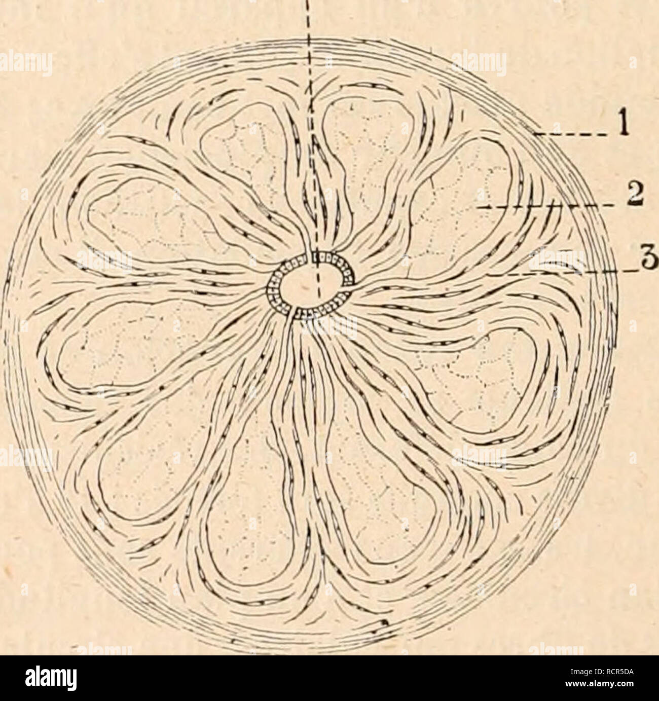 Verumontanum hi-res stock photography and images - Alamy