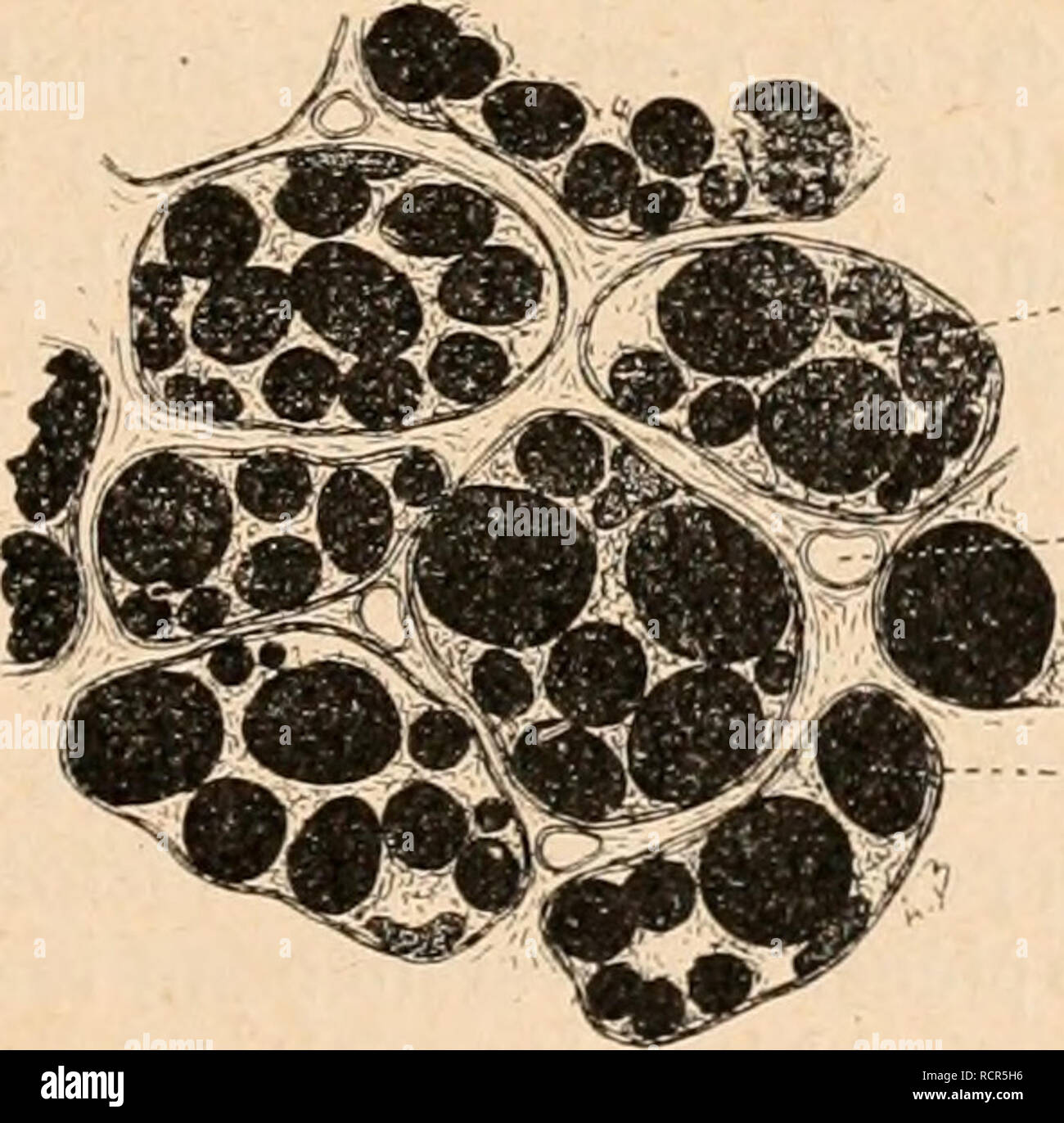 Globules Rouges High Resolution Stock Photography and Images - Alamy