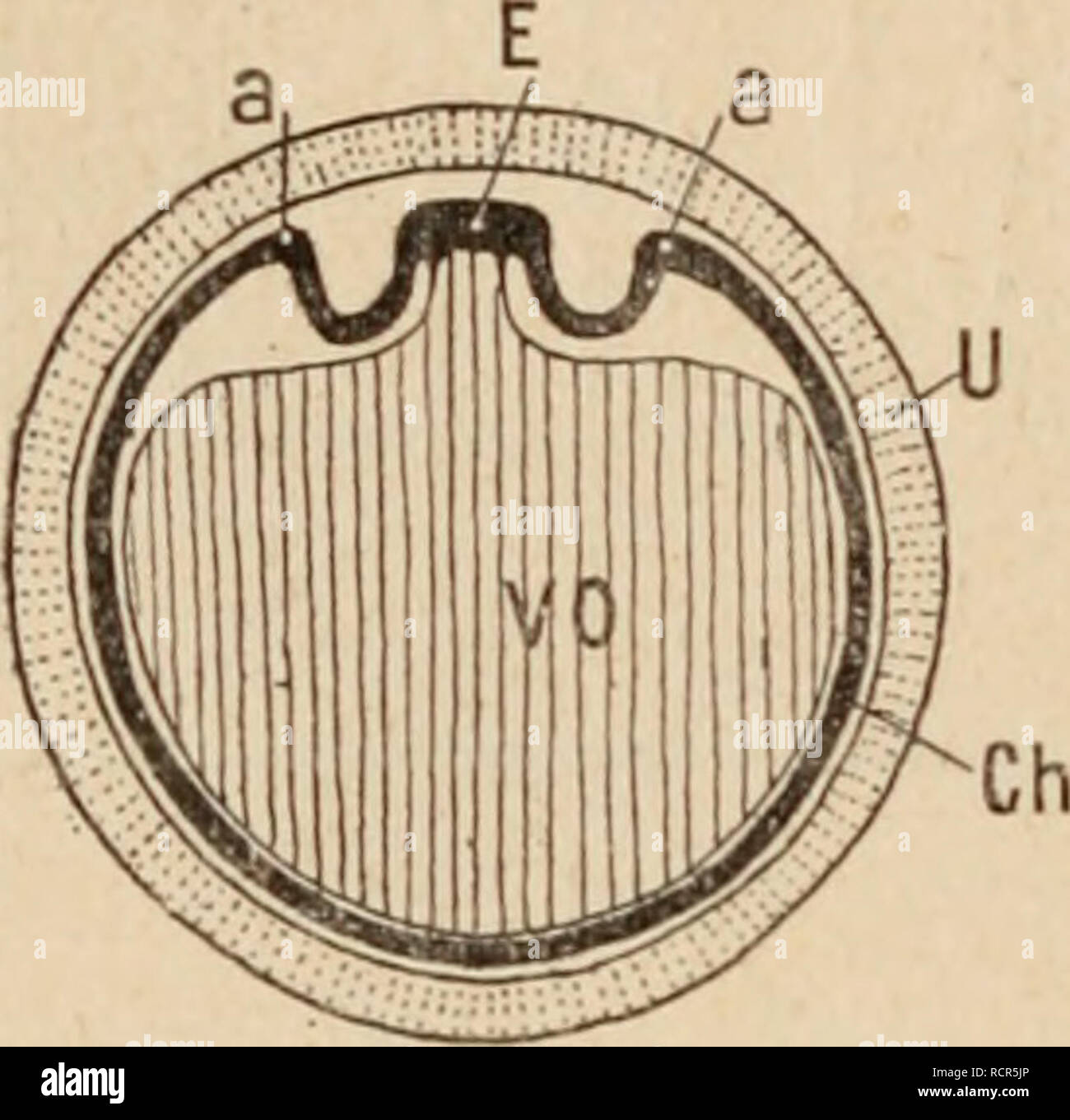 Un piriforme hi-res stock photography and images - Alamy