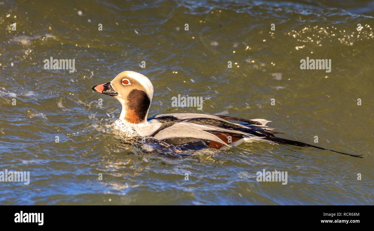 C duck hi-res stock photography and images - Alamy