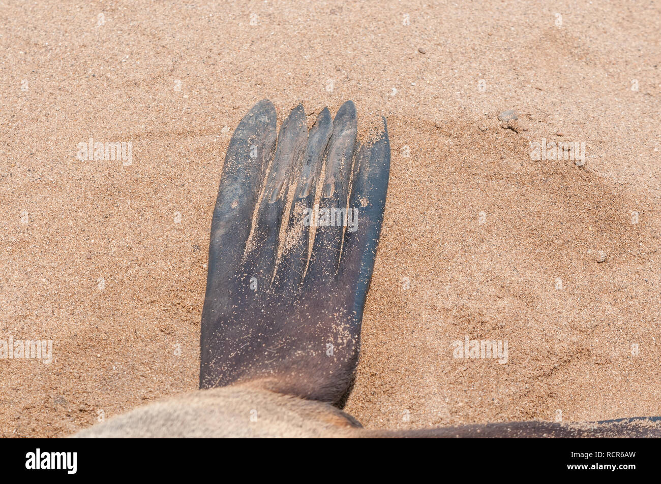 Brown fur seal, Arctocephalus pusillus, fins with four fingers, Cape ...