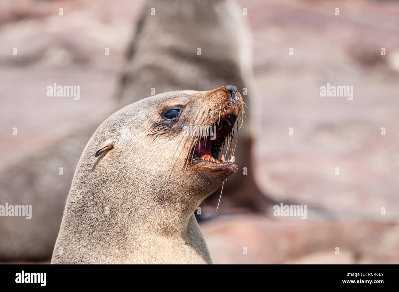 Awkward Seal Mouth