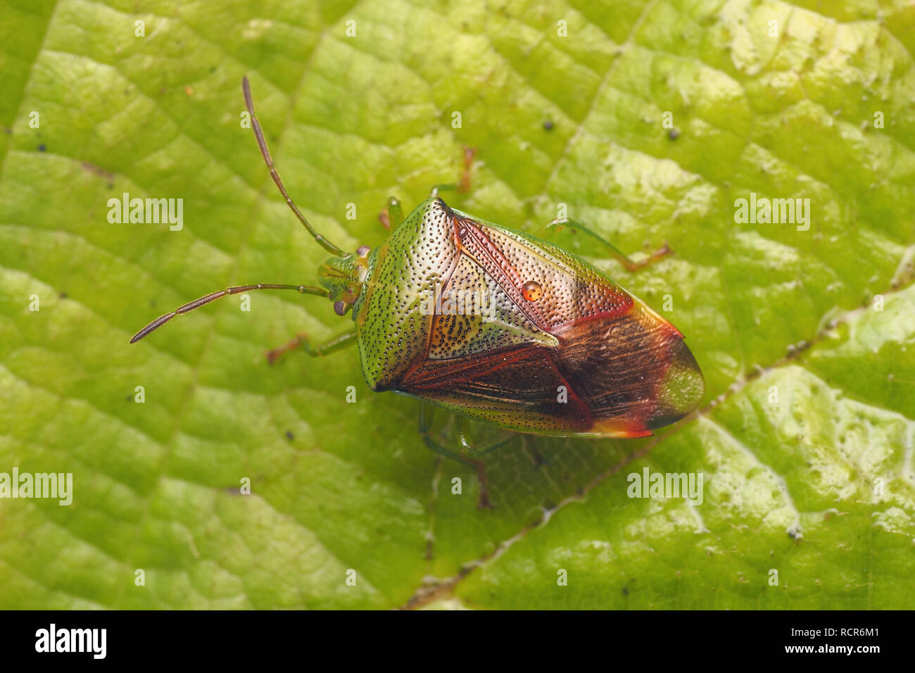 Overwintering birch shieldbug hi-res stock photography and images - Alamy
