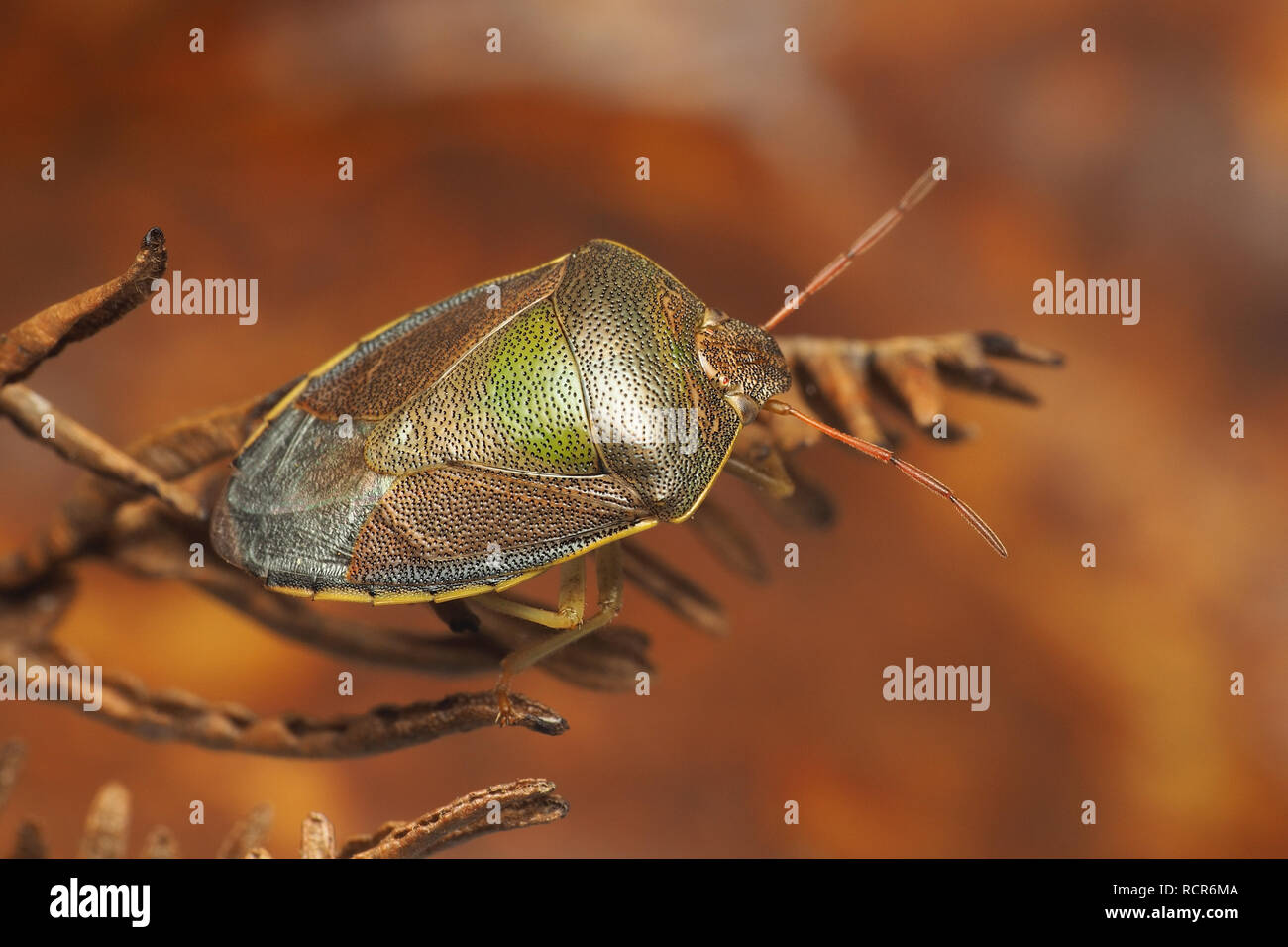 Overwintering gorse shieldbug hi-res stock photography and images - Alamy