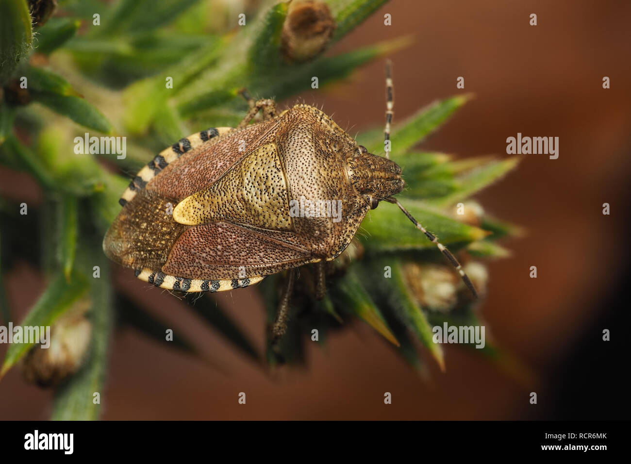 Shieldbugs hi-res stock photography and images - Alamy