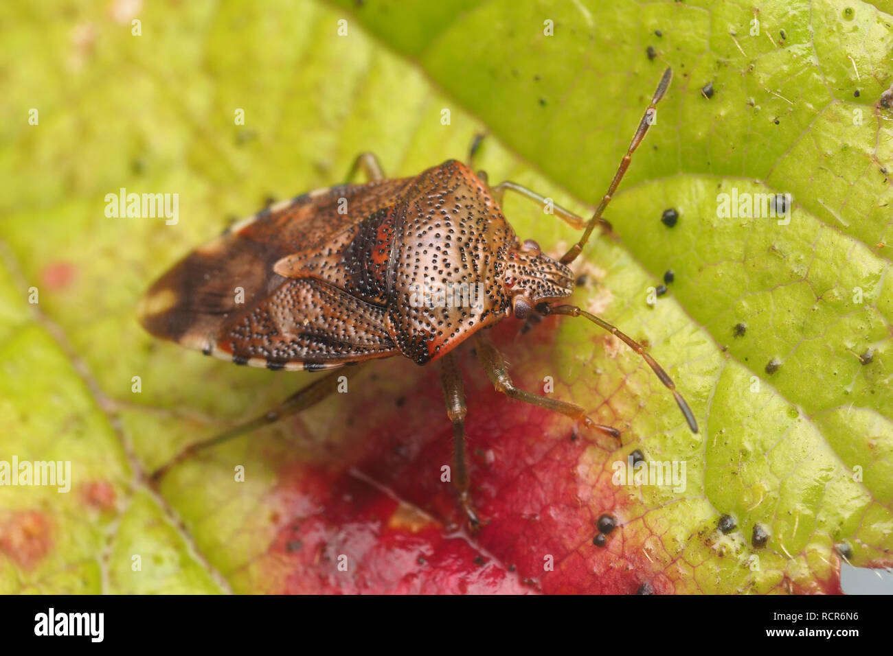 Overwintering Parent Bug (Elasmucha grisea) resting on bramble leaf ...