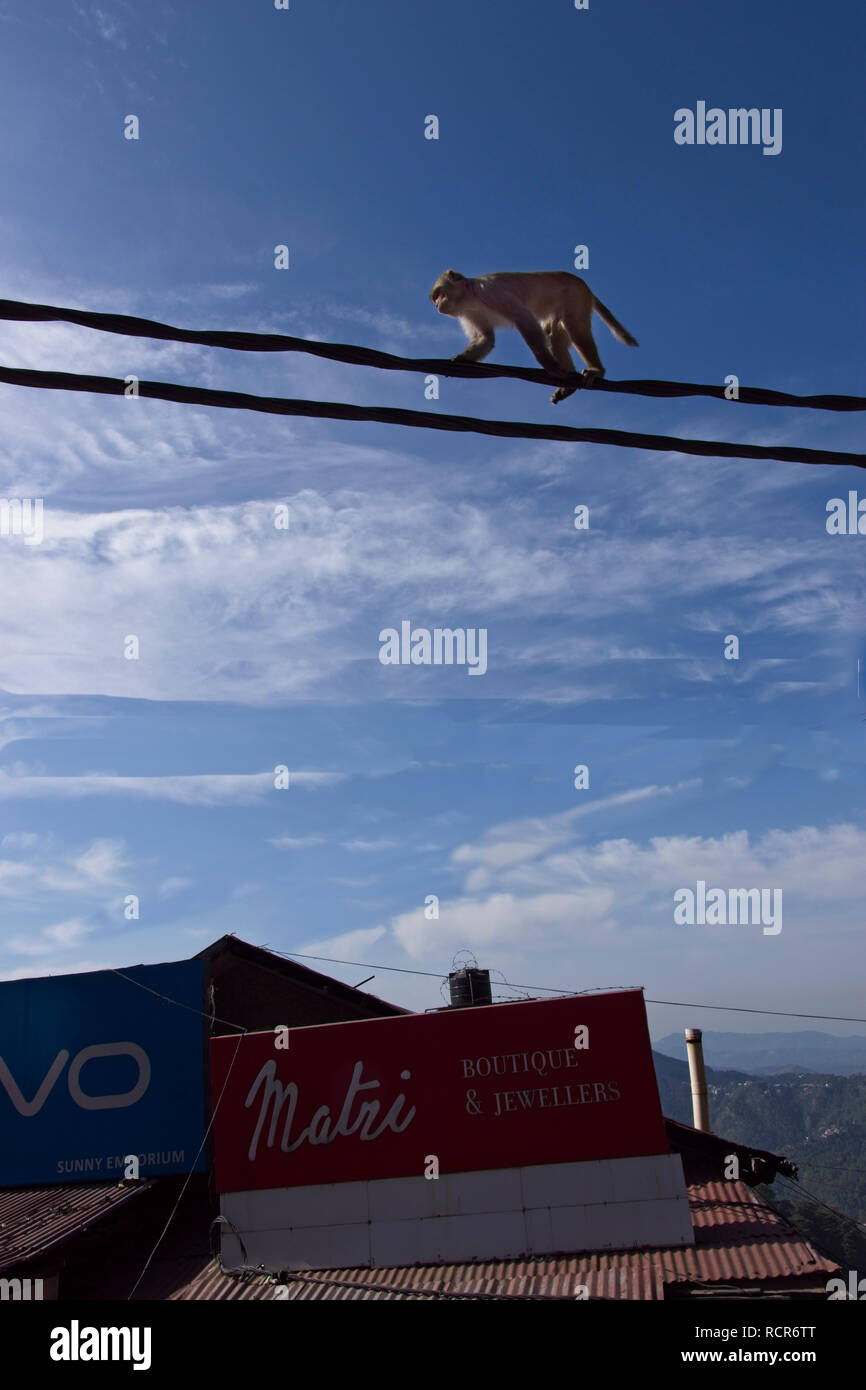 Local ape doing a high wire act Stock Photo - Alamy