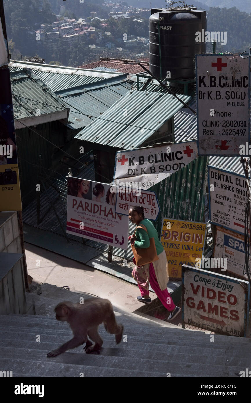 Human and ape warily encountered in a street Stock Photo - Alamy