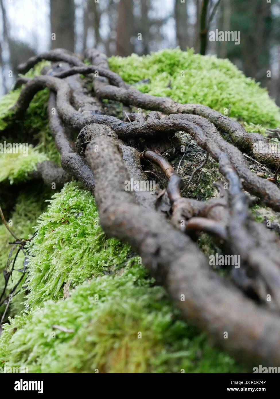 roots on moss Stock Photo - Alamy