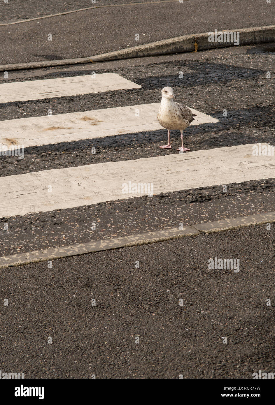Walking Seagull On Crosswalk Over Street Stock Photo - Alamy