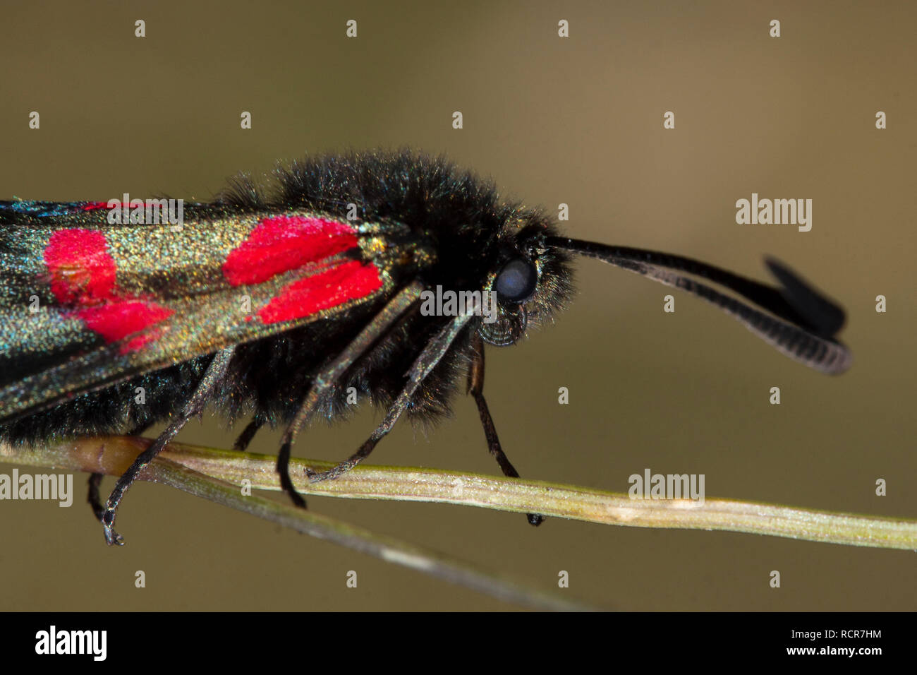 The Six Spotted Burnet Moth (Zygaena filipendulae) is a wonderful ...