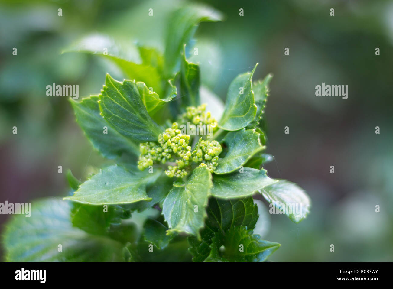 Buds starting to grow hi-res stock photography and images - Alamy