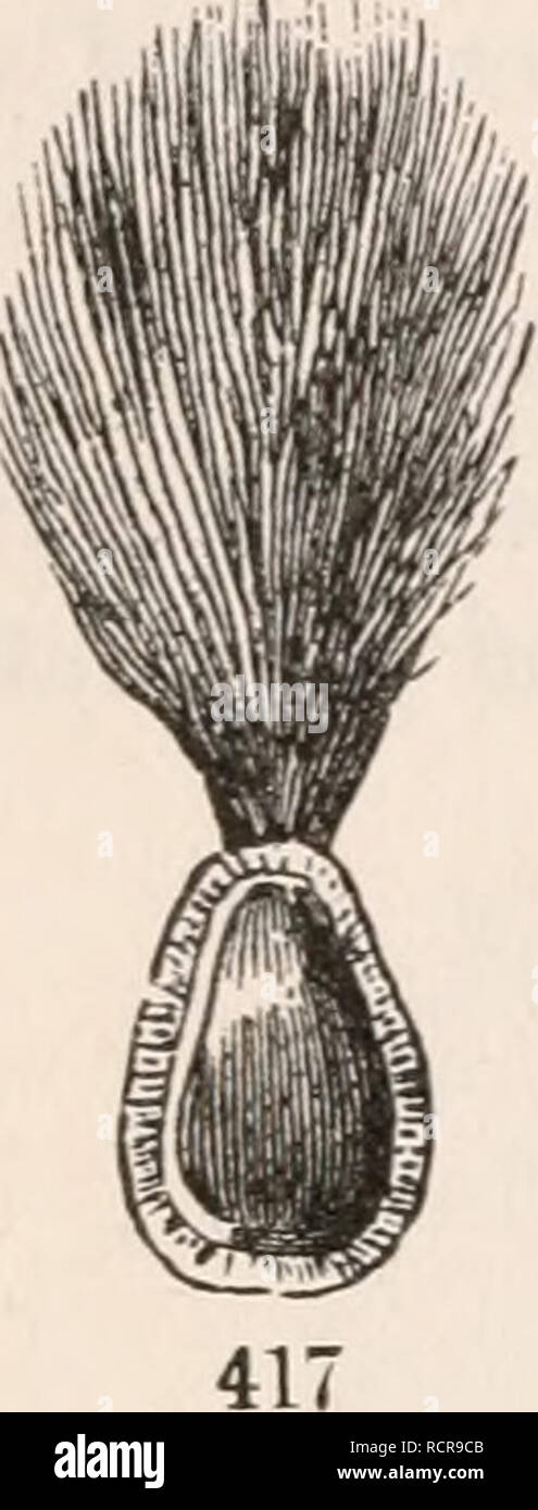 Woolly water lily hi-res stock photography and images - Alamy