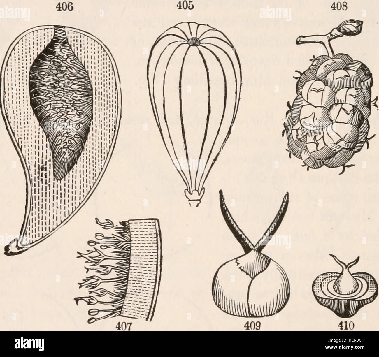 Cadamine hi-res stock photography and images - Alamy