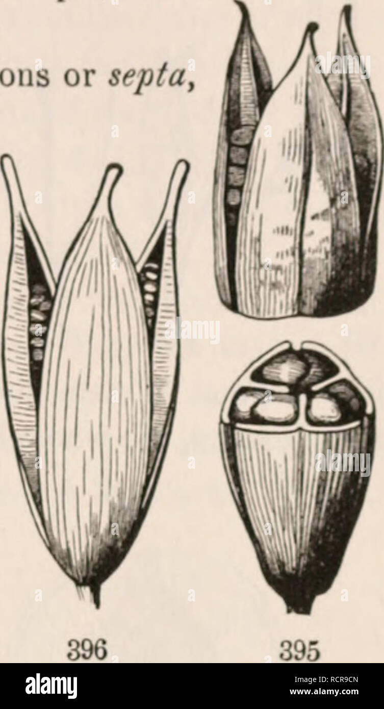 Splitting of pods hi-res stock photography and images - Alamy