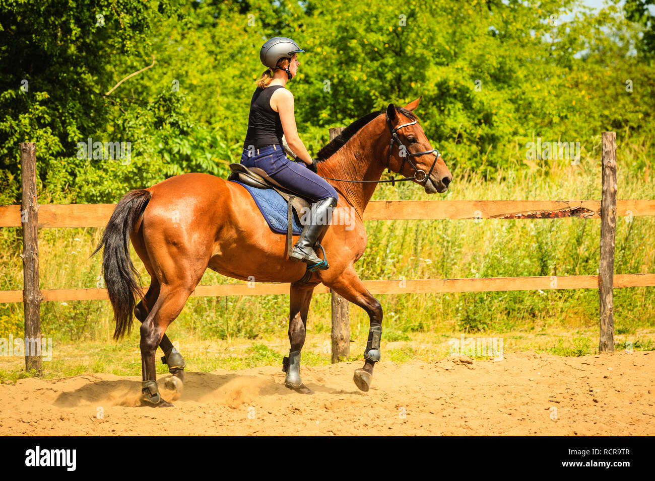 Taking care of animals, horsemanship, western competitions concept ...