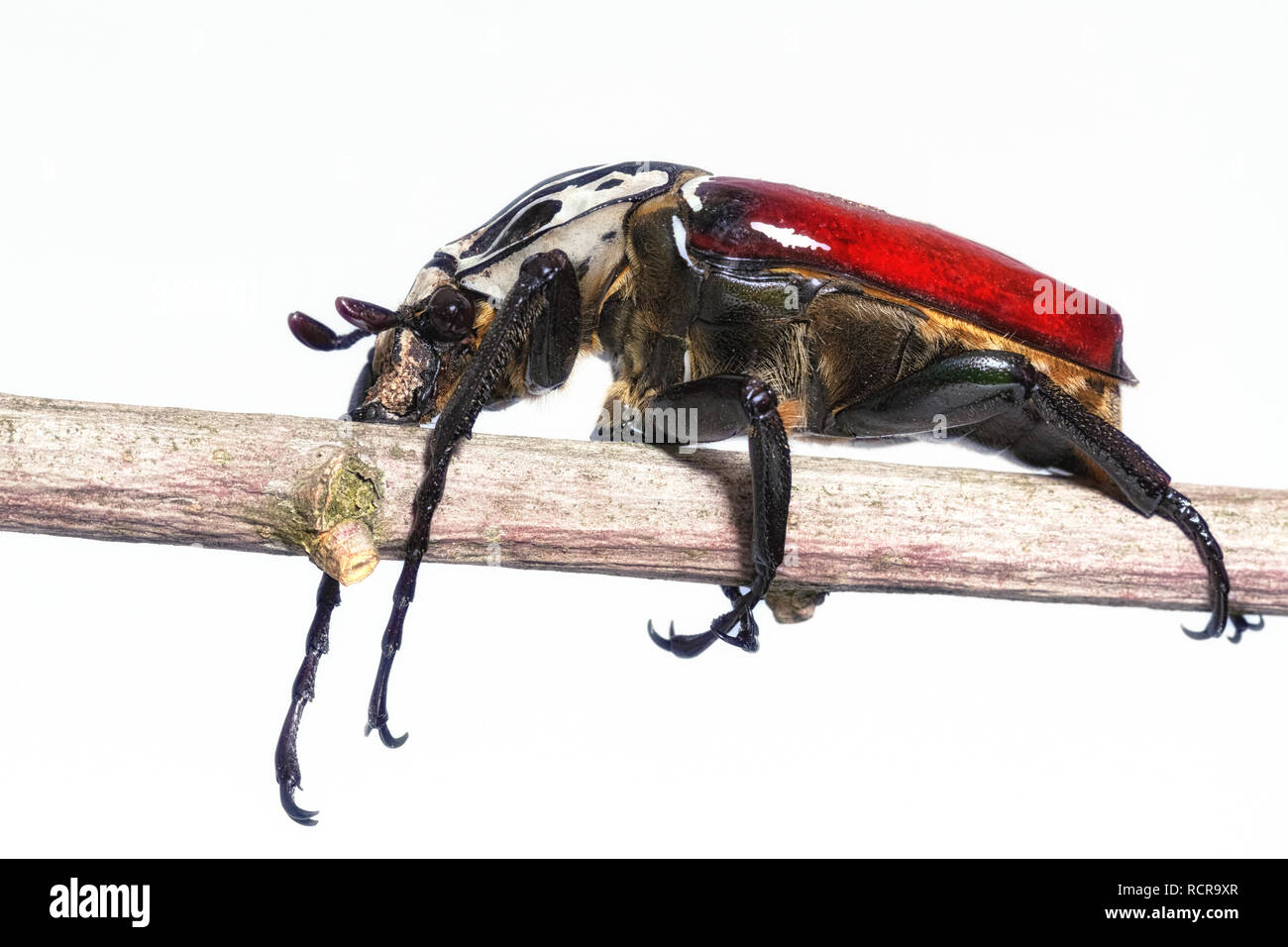 Goliath beetle hi-res stock photography and images - Alamy