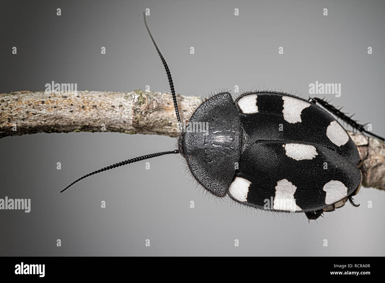 Polyphagidae hi-res stock photography and images - Alamy