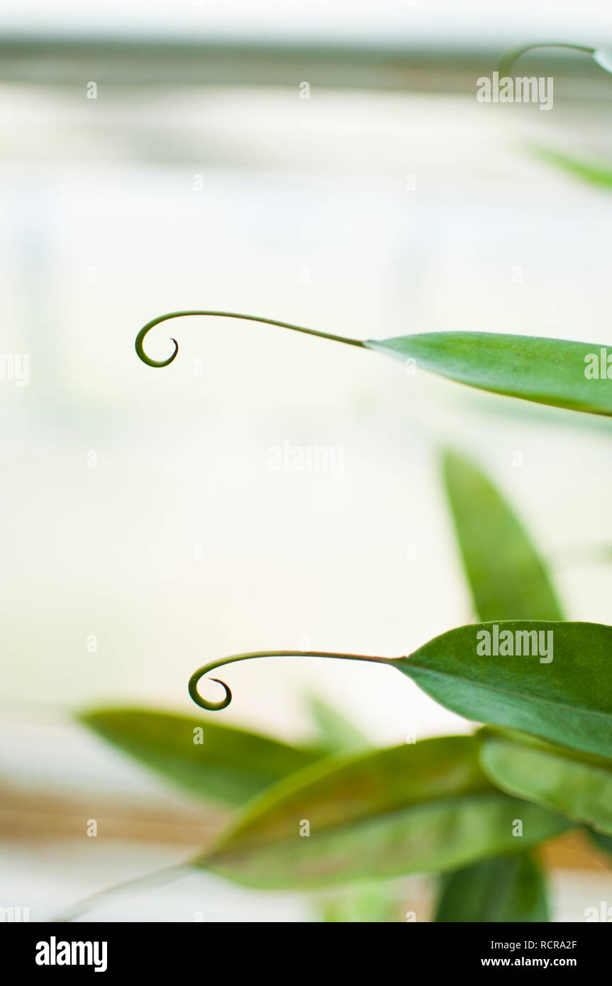 Plant curve hi-res stock photography and images - Alamy
